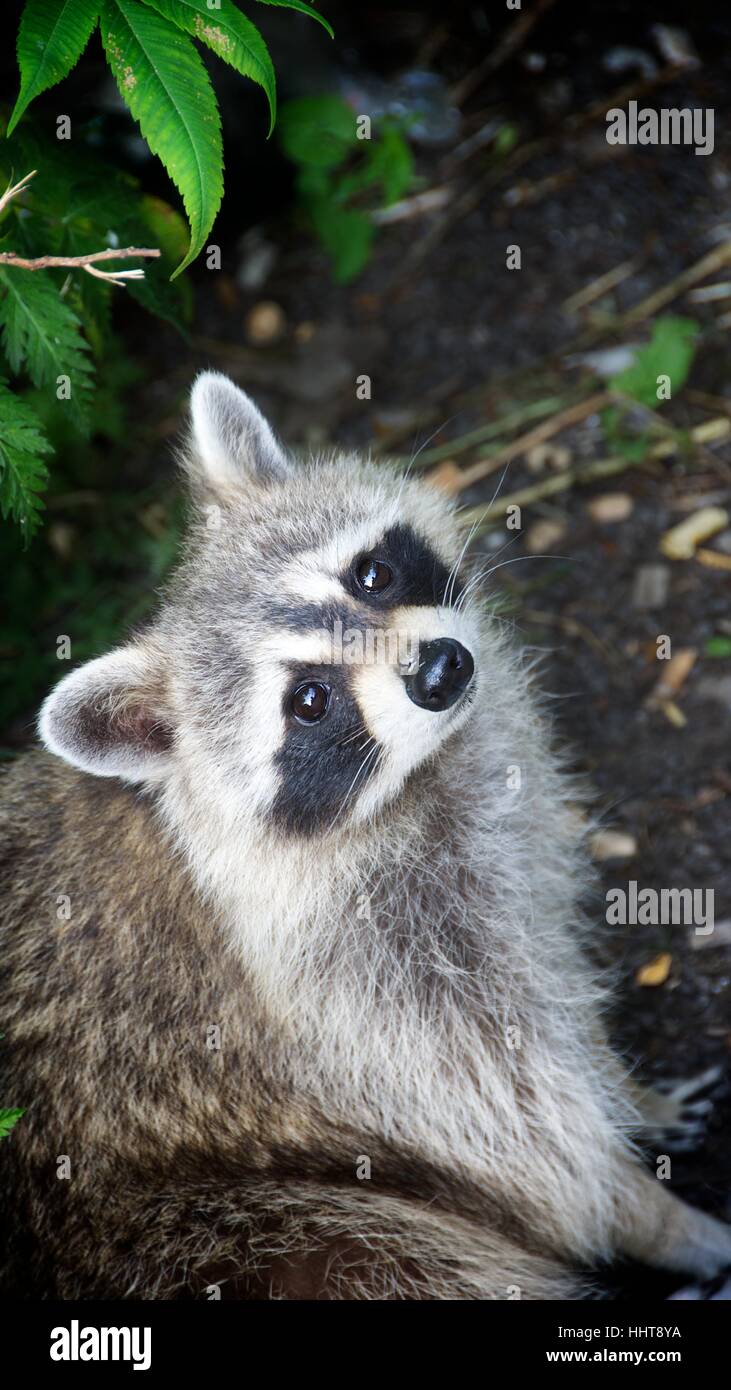 city life,mammal,canada,raccoon,coon,coati,urban scene,montreal,quebec ...