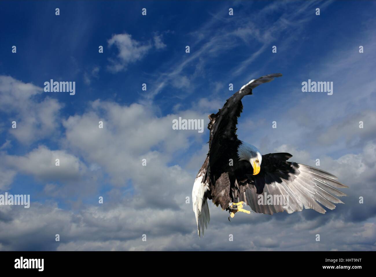flight, animal, bird, birds, raptor, eagle, attack, birds of prey ...
