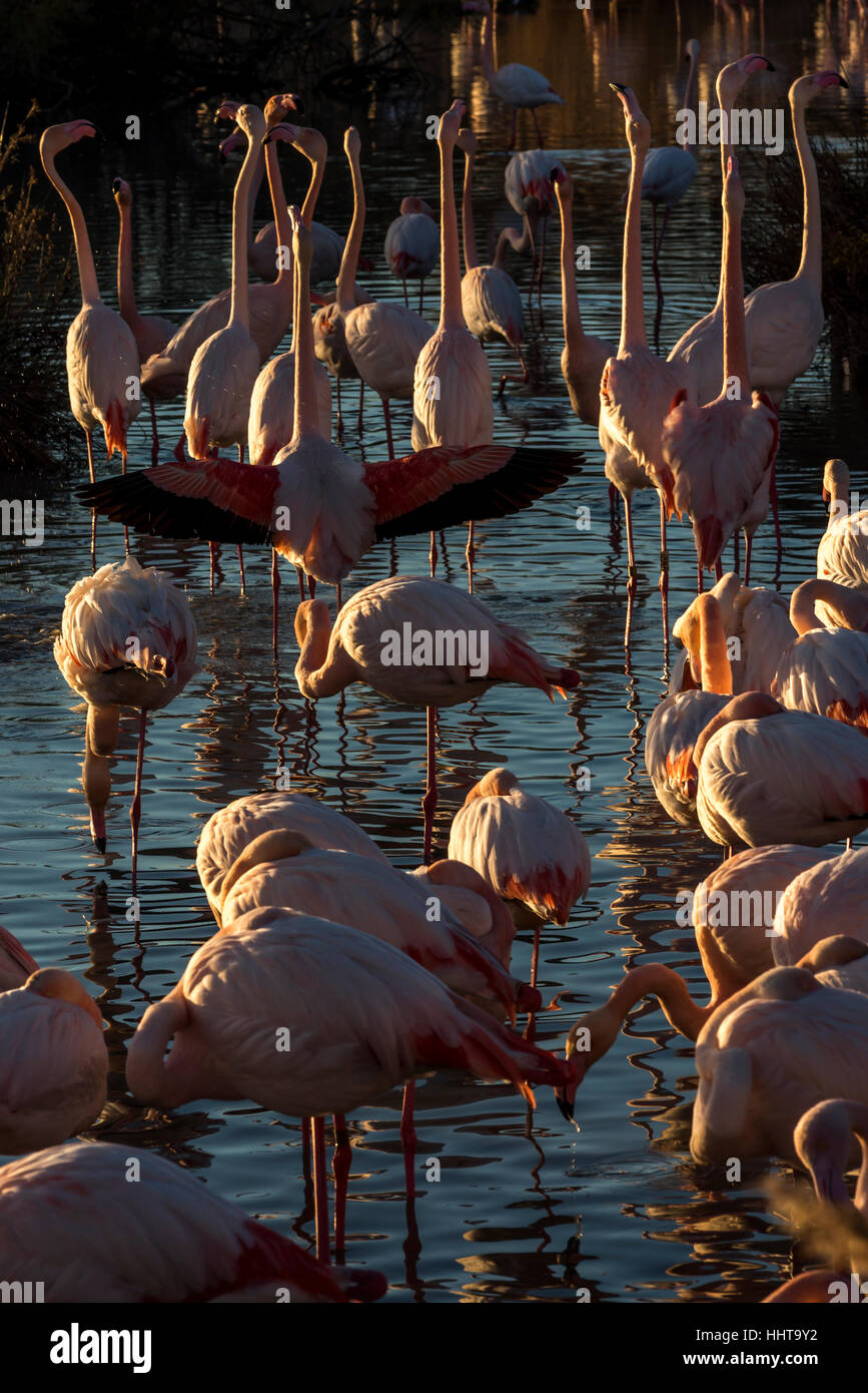 Nuptial parade of greater flamingos in the Camargue, France Stock Photo ...