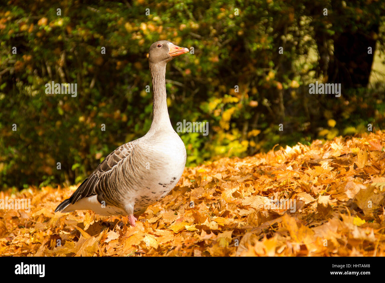 animal, goose, brant, scenery, countryside, nature, leaves, foliage ...