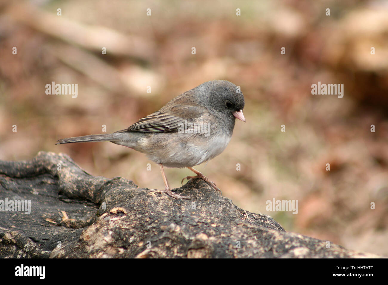 bird, outdoor, sparrow, log, nature, tree, bird, wood, brown, brownish ...