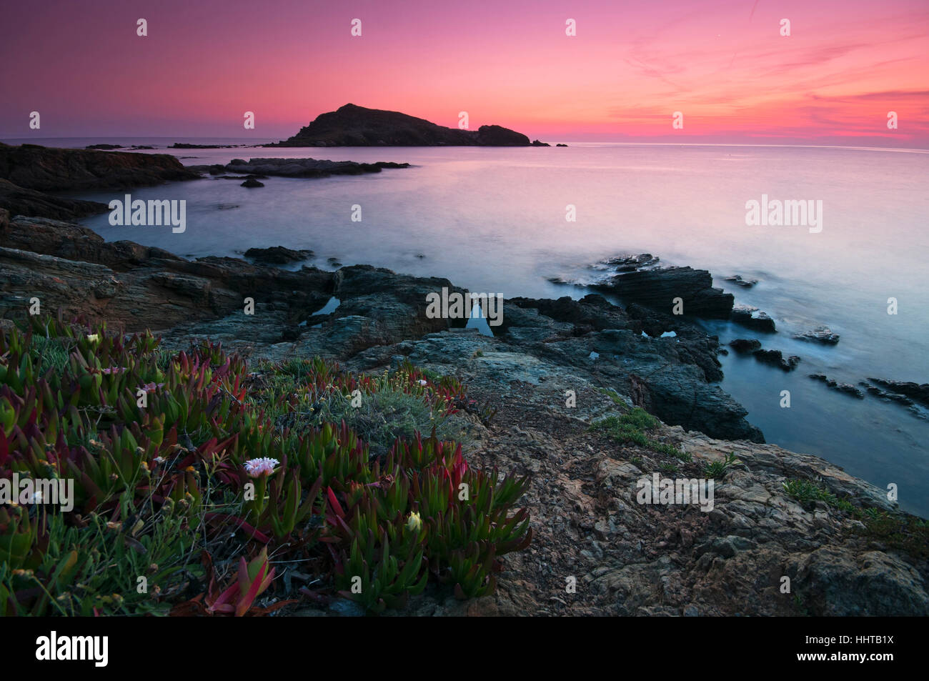 flower, plant, sunset, coast, island, salt water, sea, ocean, water ...