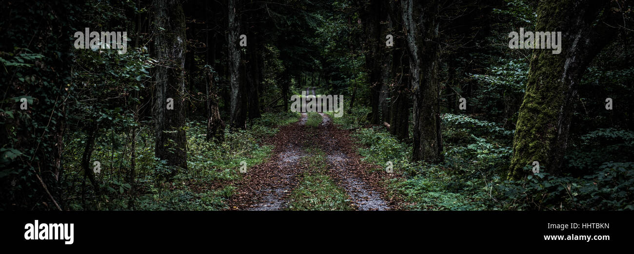 autumnal, dismal, uncanny, creepy, forest, danger, tree, leaves, mood ...