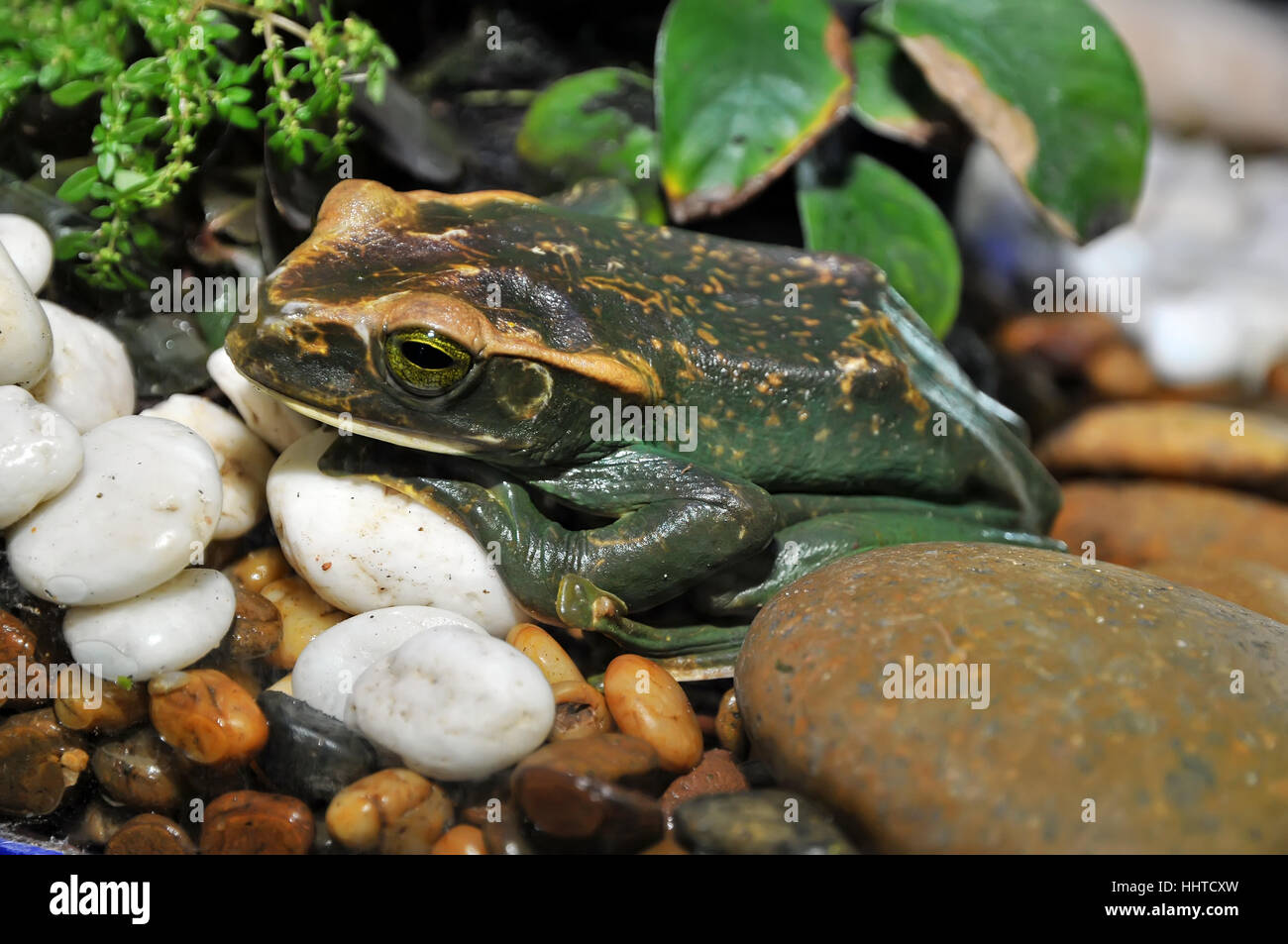 leaf, environment, enviroment, closeup, tree, park, animal, amphibian ...