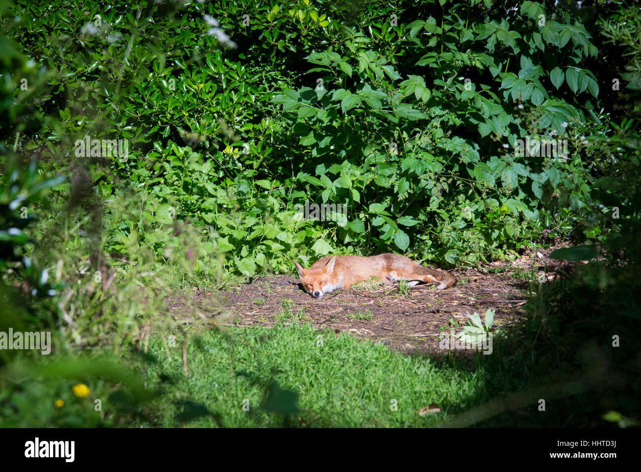 Fox in the morning sun Stock Photo - Alamy