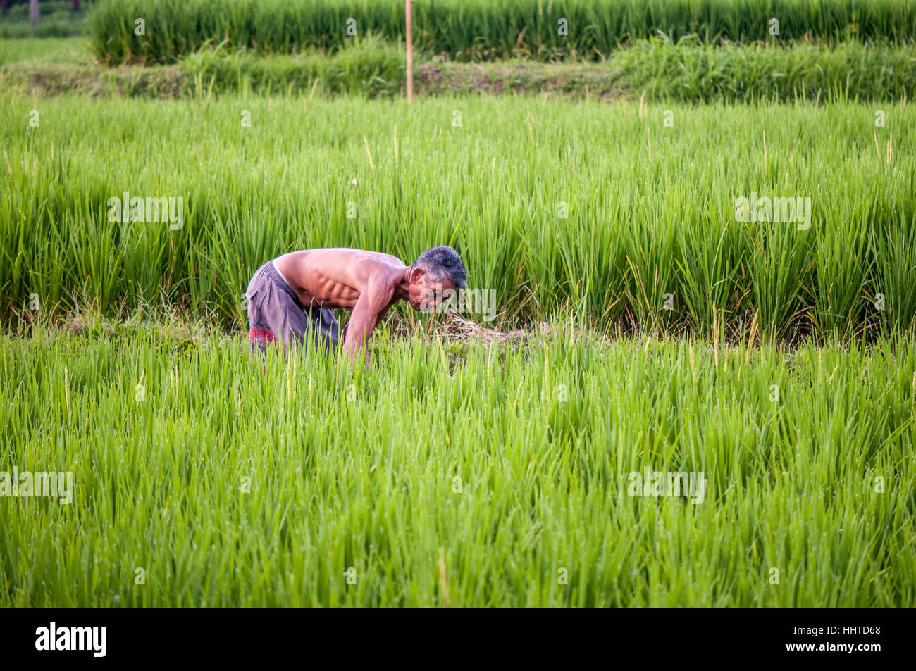 Man in rice field hi-res stock photography and images - Alamy