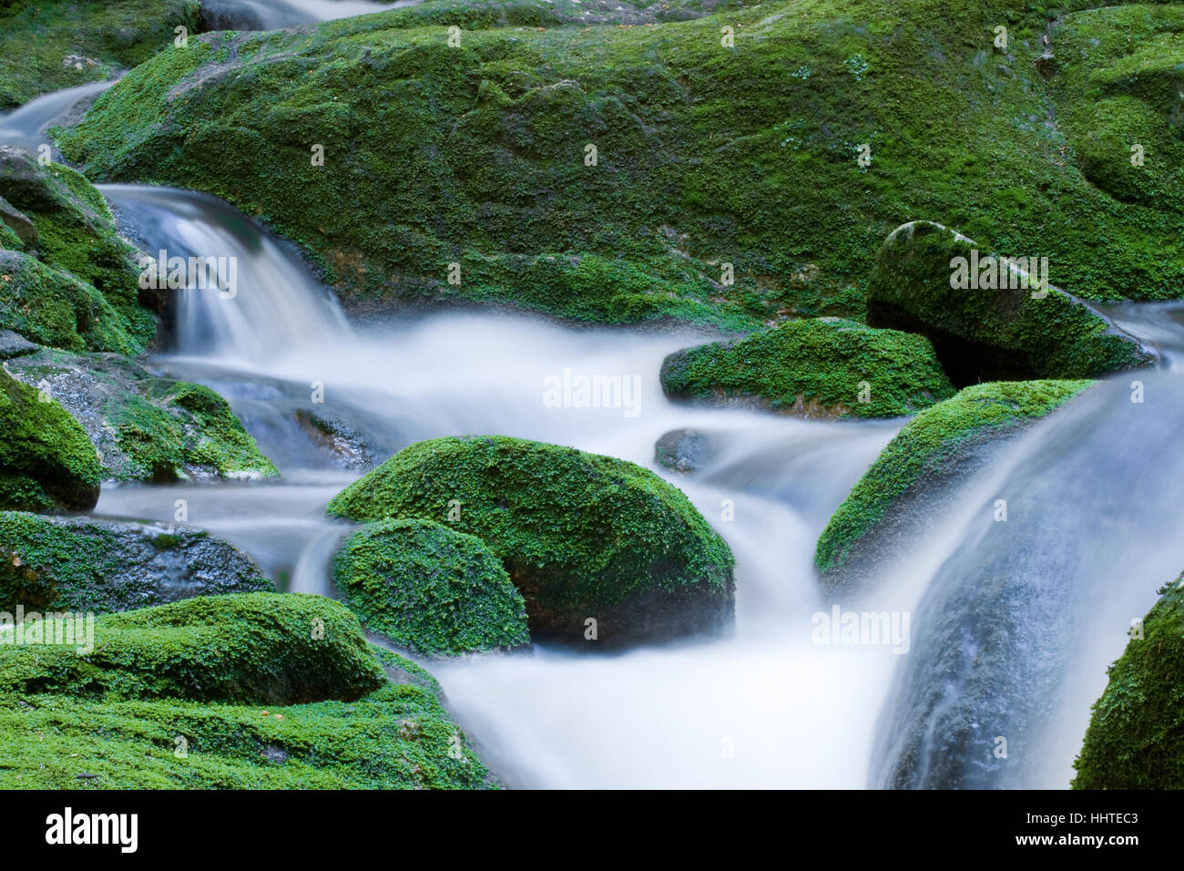 moss, splash, rocks, forest, water, nature, green, flora, moss, splash ...