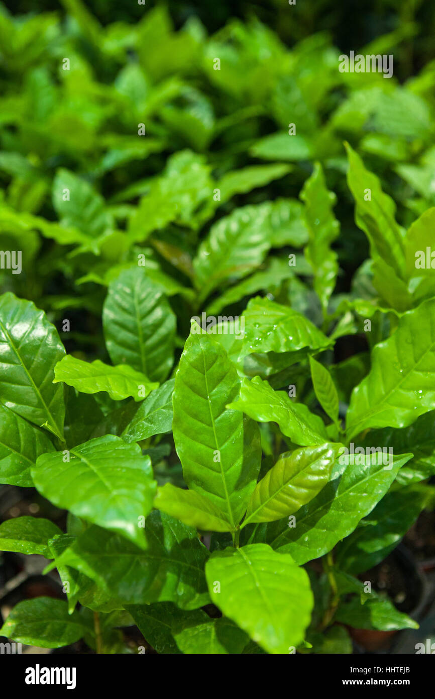 Coffee seedling hi-res stock photography and images - Alamy