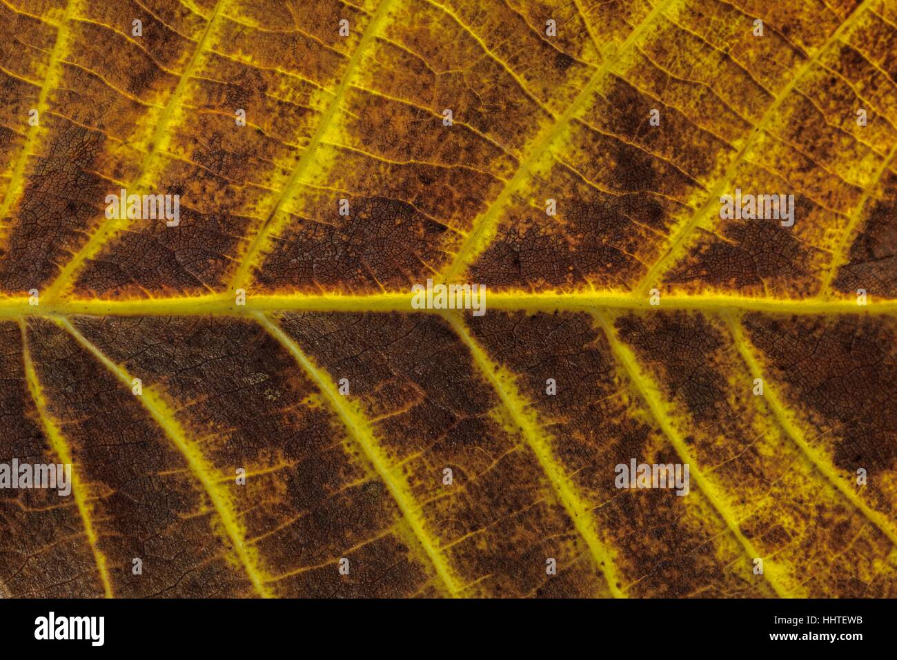 leaf, detail, colour, color, yellow, nature, texture, fall, autumn ...