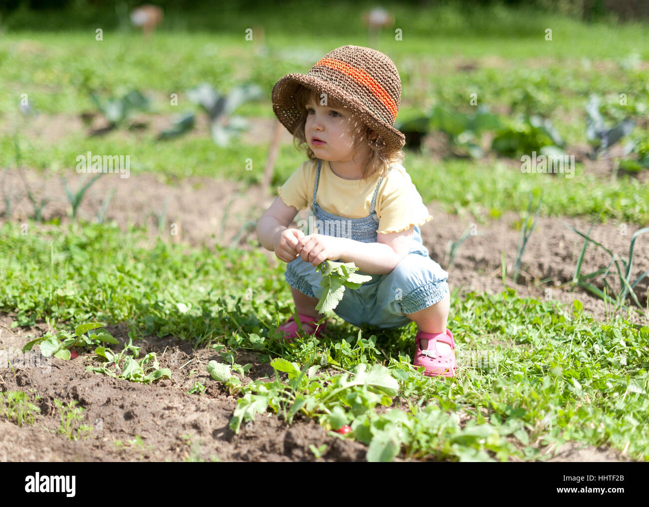 garden, plant, vegetable, bed, reap, radish, gardens, child, radishes ...
