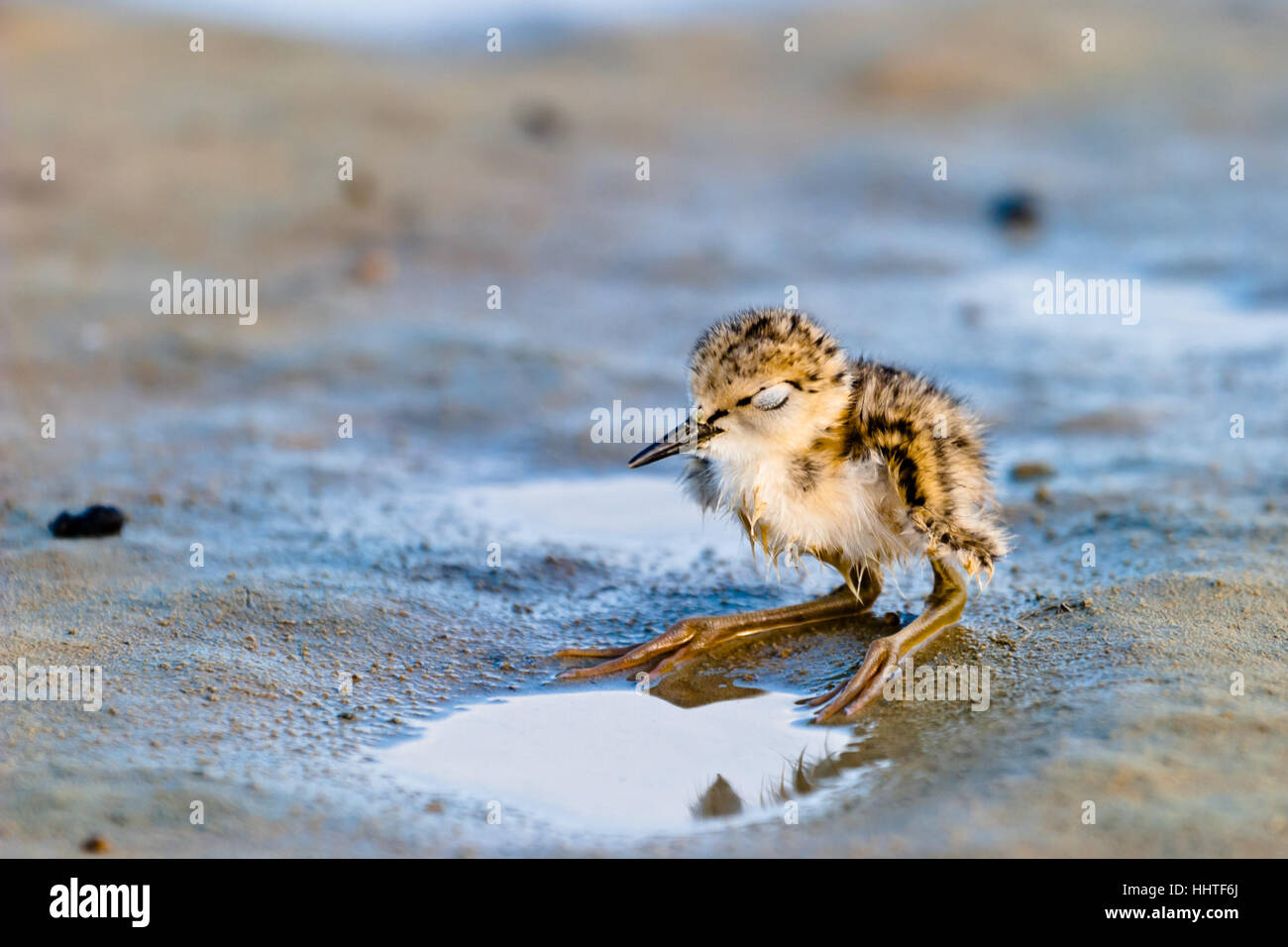 Black-Winged Stilt chick expecting its progenitors' return Stock Photo ...