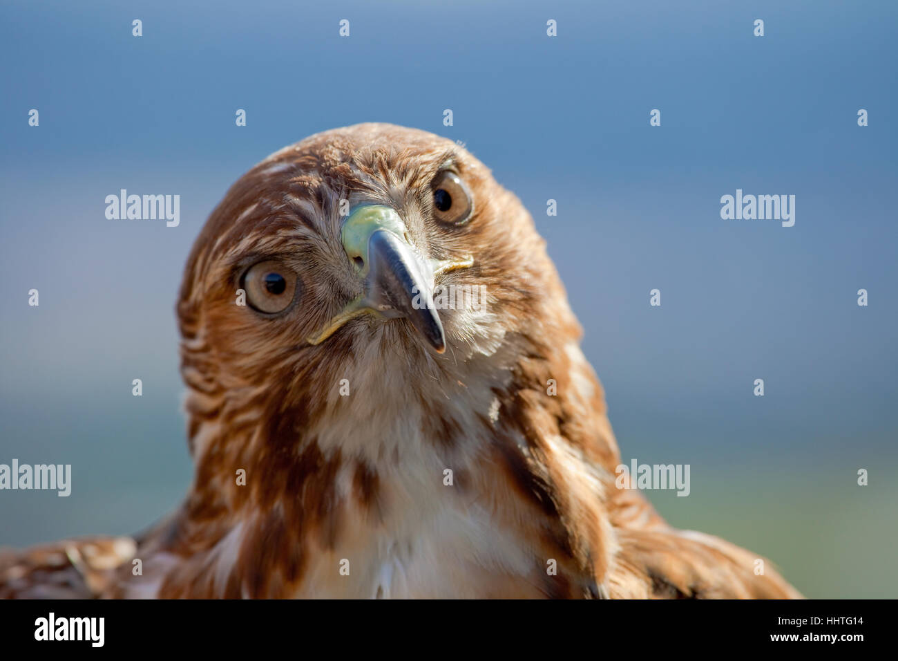 flight, animal, bird, wild, hunter, portrait, eye, organ, birds, eyes ...