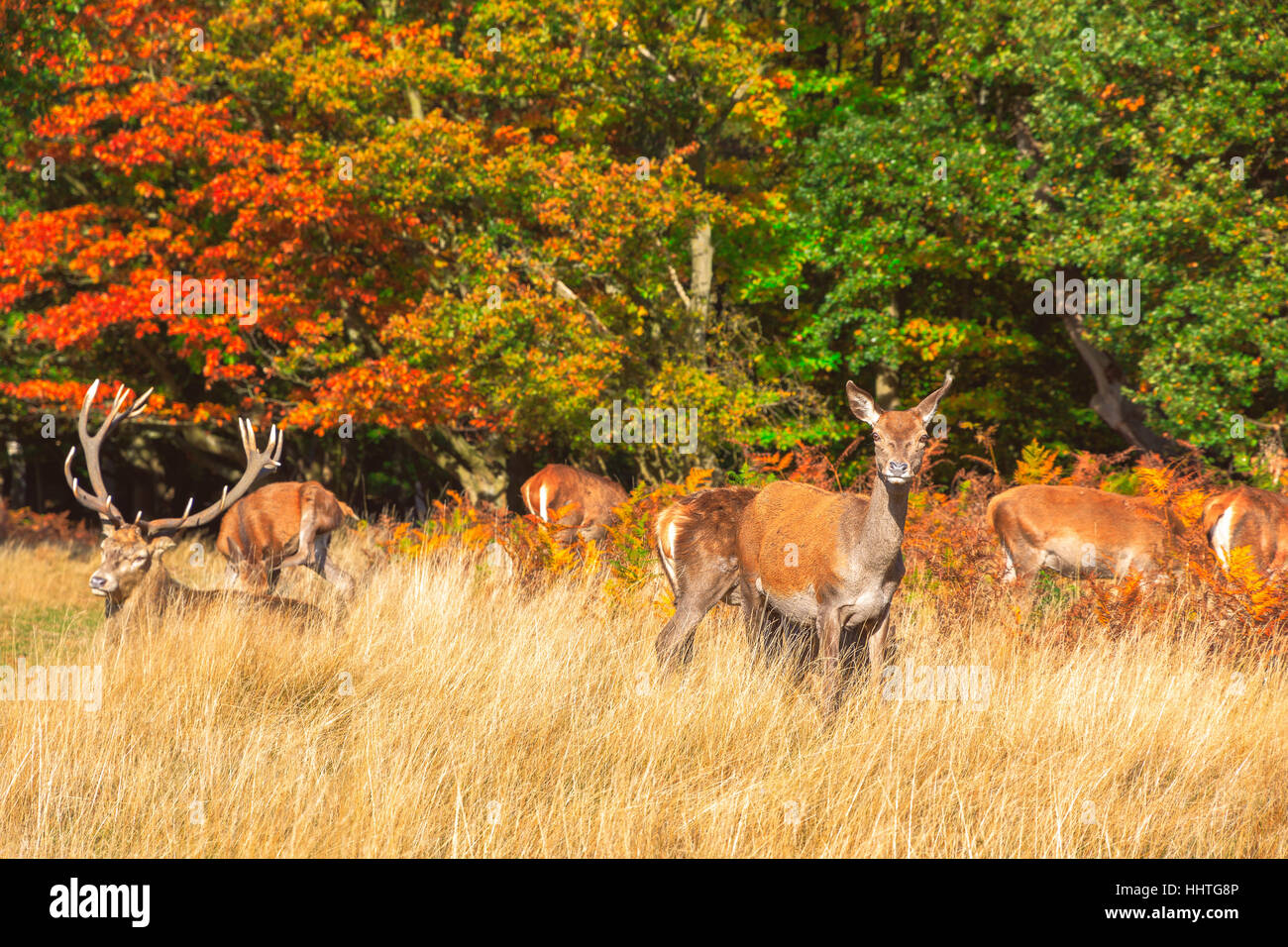 Herd of red deer in Richmond Park, London Stock Photo - Alamy