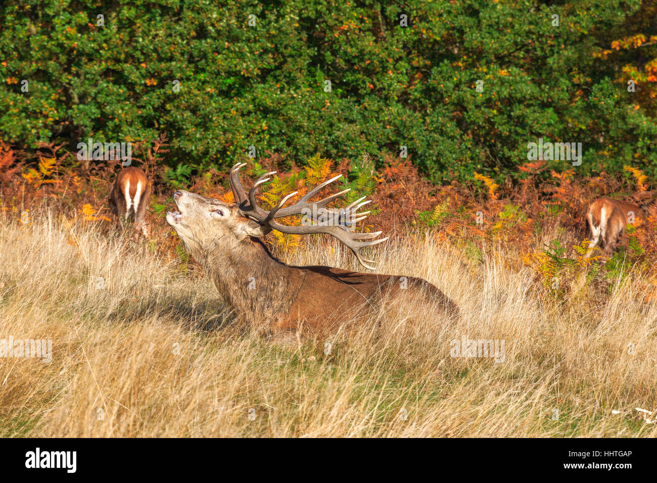 Stag roaring in Richmond Park, London Stock Photo - Alamy
