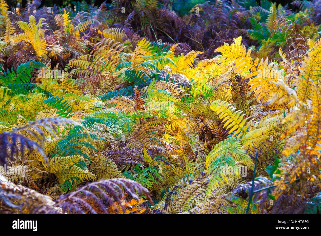 Fern leaves in autumn season in Richmond Park, London Stock Photo - Alamy