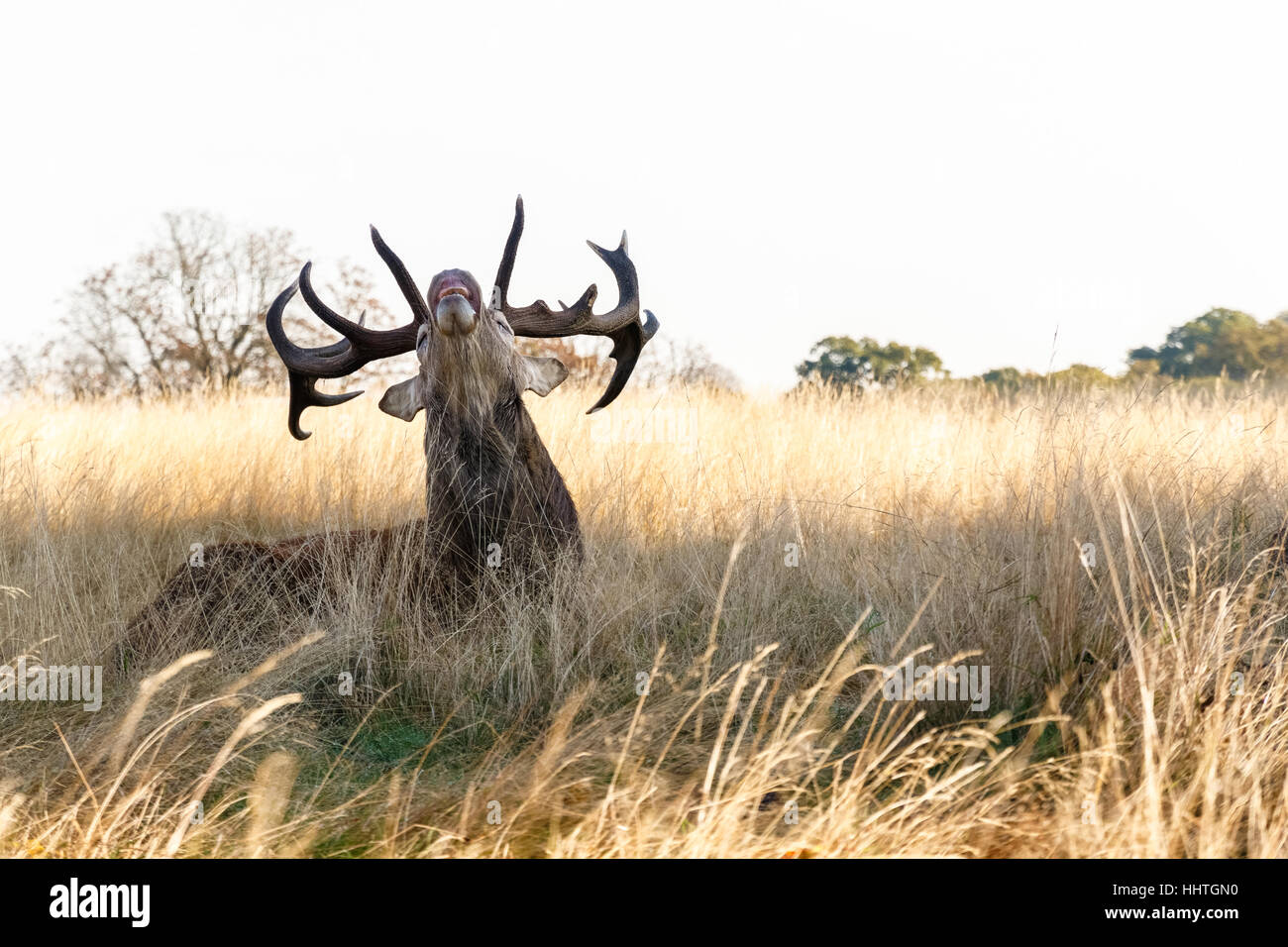 Stag roaring in Richmond Park, London Stock Photo - Alamy