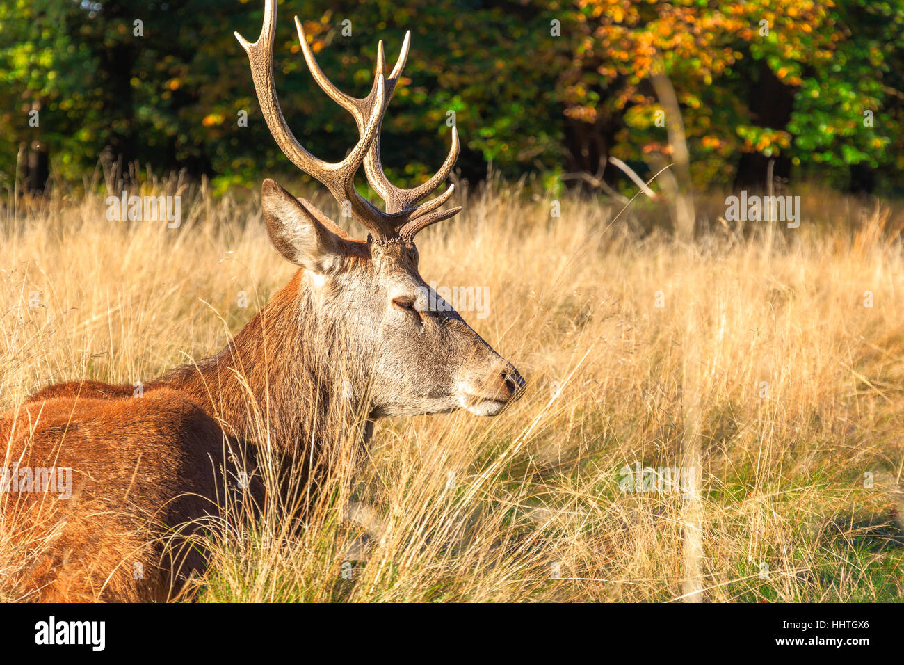 Red deer in Richmond Park, London Stock Photo - Alamy