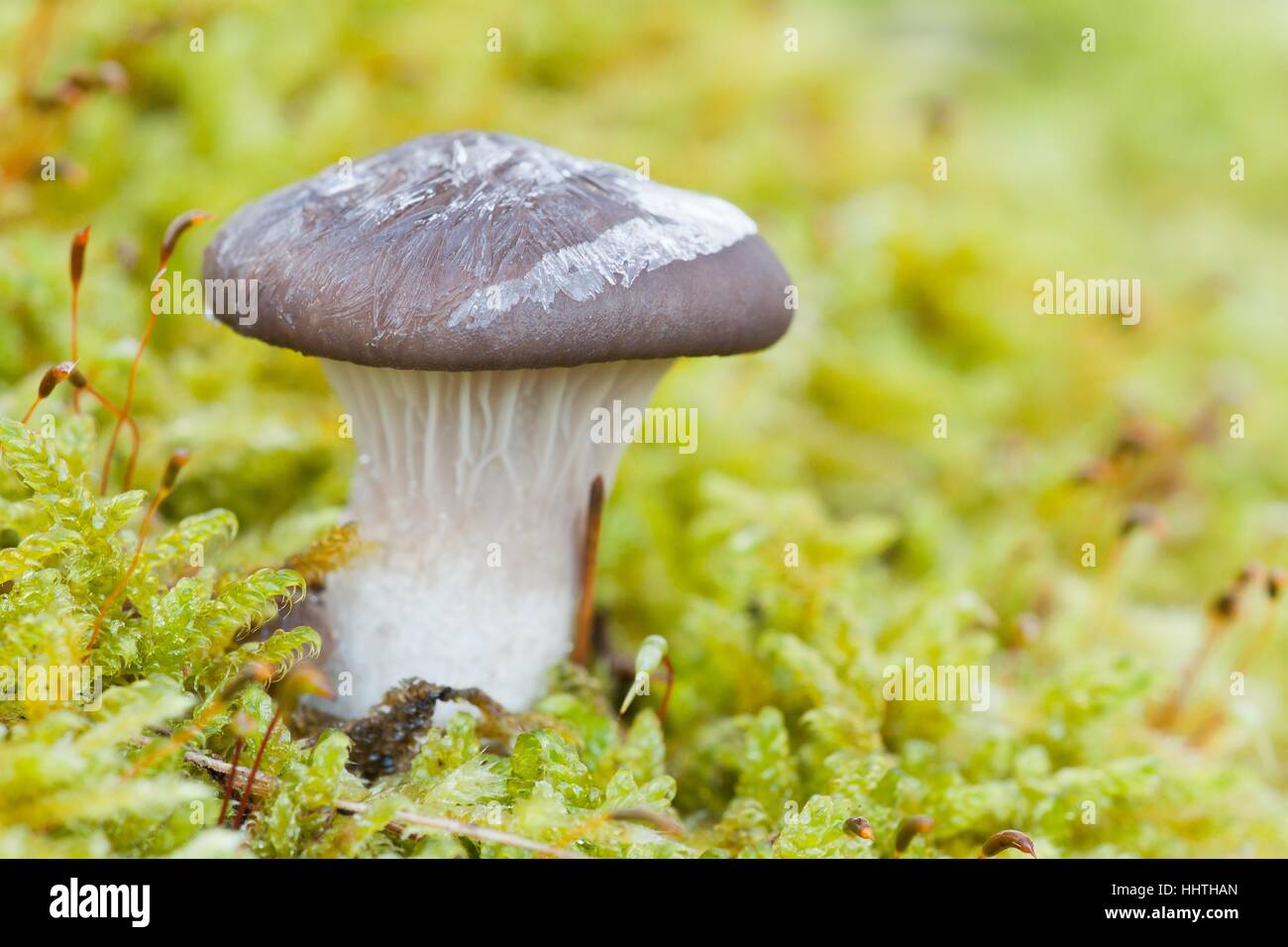 snag, mushroom, fungus, tree, trees, brown, brownish, brunette ...
