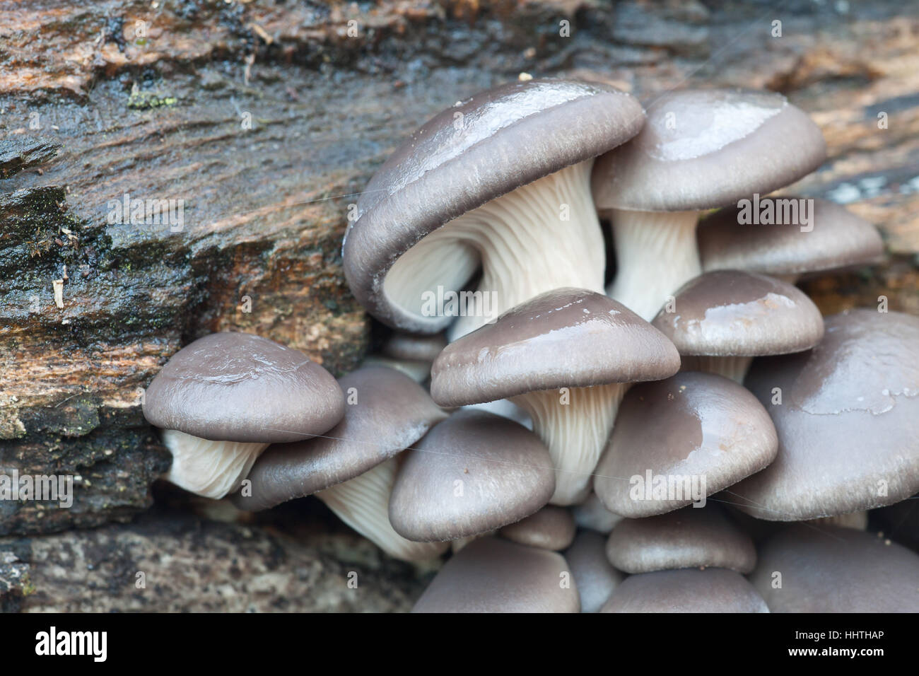 Pilzkolonie hi-res stock photography and images - Alamy