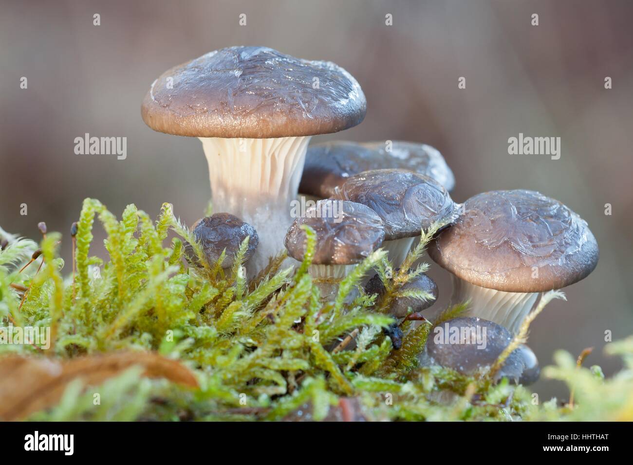 snag, common, conjunct, tree, trees, brown, brownish, brunette ...