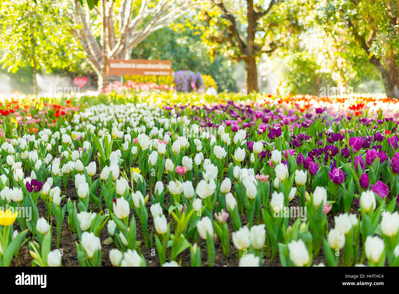 CHIANG RAI, THAILAND - JANUARY 16 : Flower field in Grand opening 13th ...