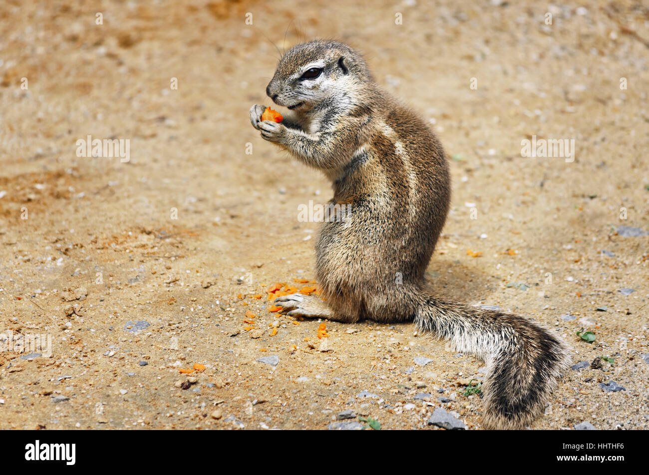 animal, animal, mammal, ground, soil, earth, humus, fauna, wild ...