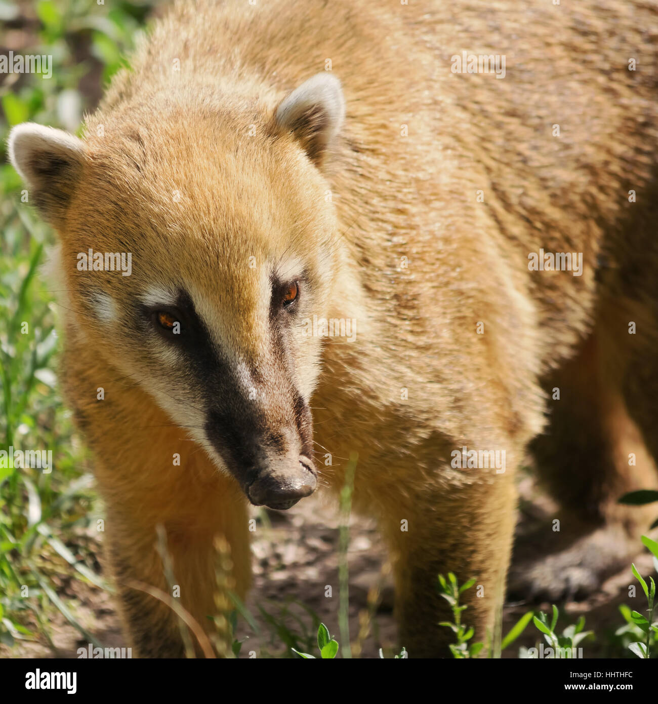 animal, mammal, wild, animals, portrait, zoo, nose, wildlife, raccoon ...