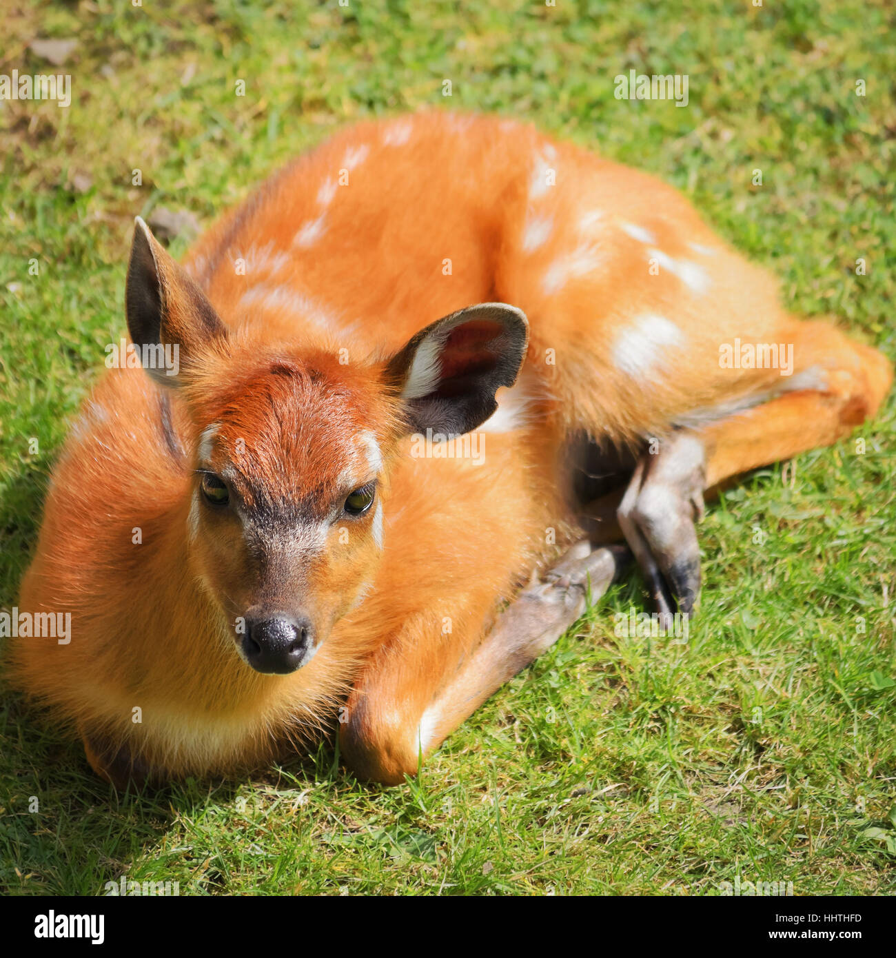 animal, deer, environment, enviroment, animal, mammal, fauna, wild ...