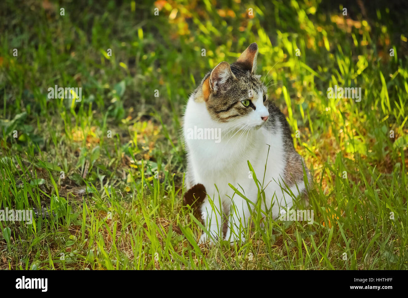 pussycat, cat, domestic cat, environment, enviroment, animal, pet ...