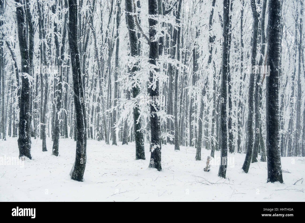 Snow in forest on cold winter day, natural landscape Stock Photo - Alamy