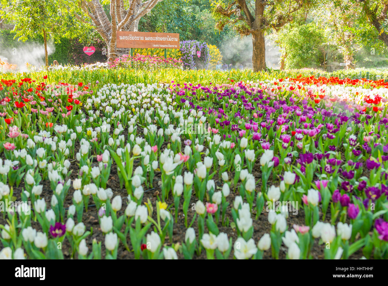 Chiang rai thailand jan hi-res stock photography and images - Alamy