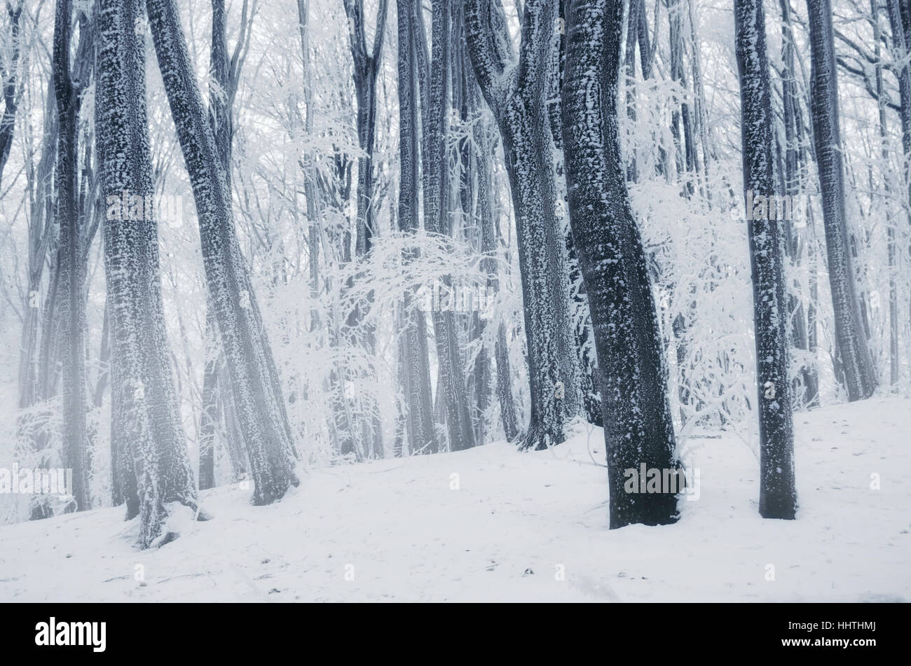 Snow in forest on cold winter day, natural landscape Stock Photo - Alamy