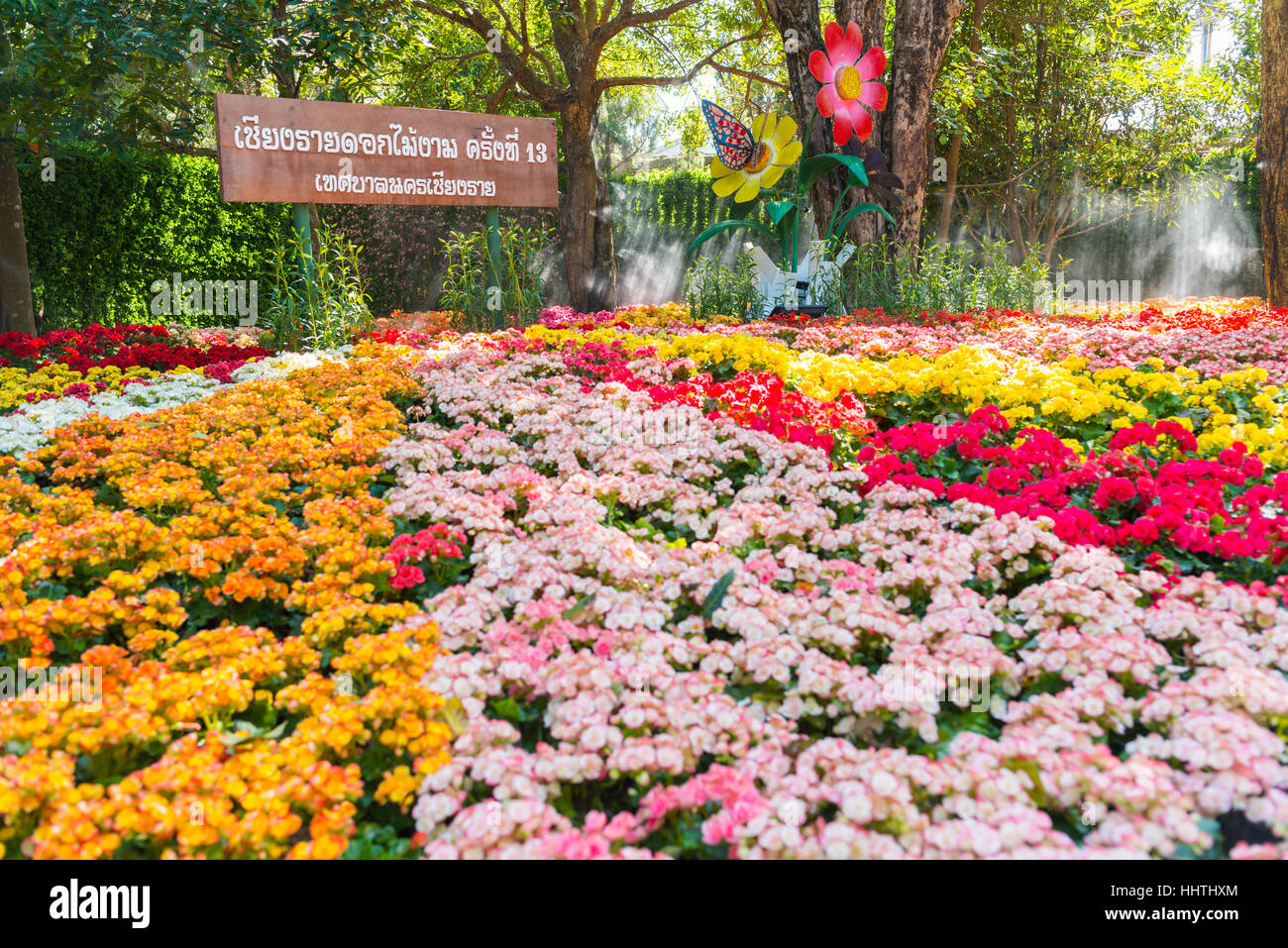 CHIANG RAI, THAILAND - JANUARY 16 : Flower field in Grand opening 13th ...