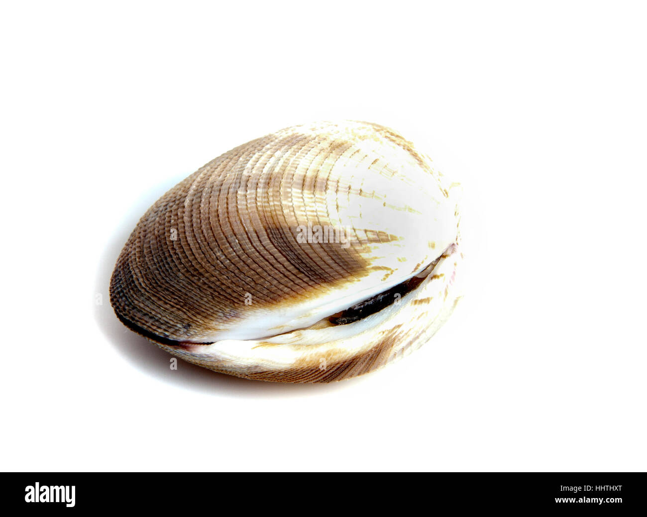 Formation of membrane Cut Out Stock Images & Pictures - Alamy