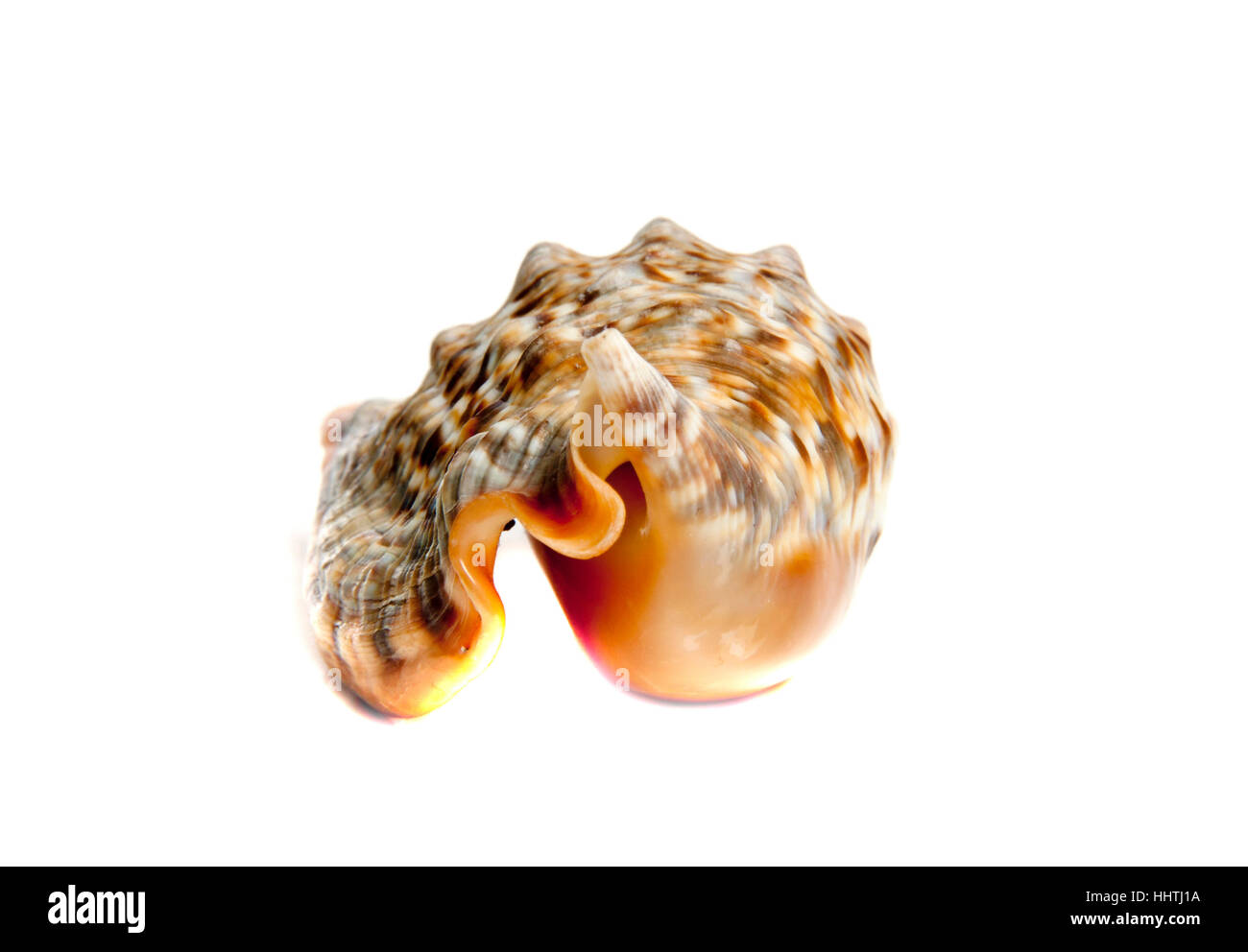 Marine sea shell in a studio setting against a white background Stock ...