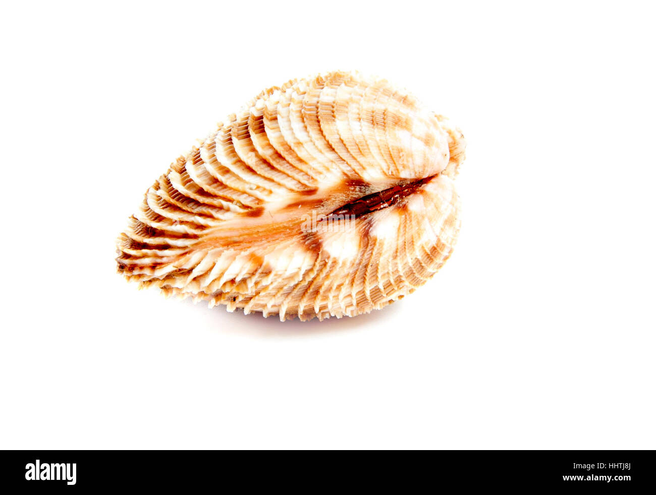 Marine sea shell in a studio setting against a white background Stock ...