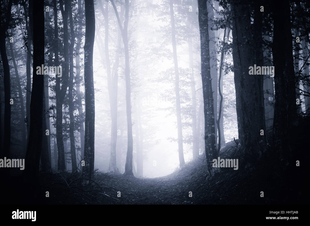 Dark woods in fog. Twilight landscape with trees in rainy weather Stock ...