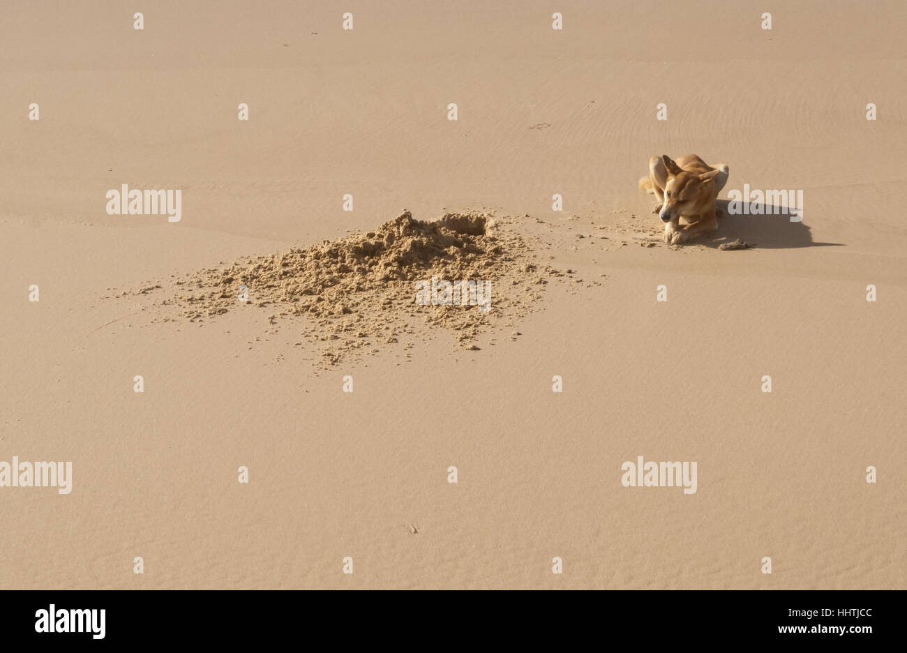 Dingo fish hi-res stock photography and images - Alamy