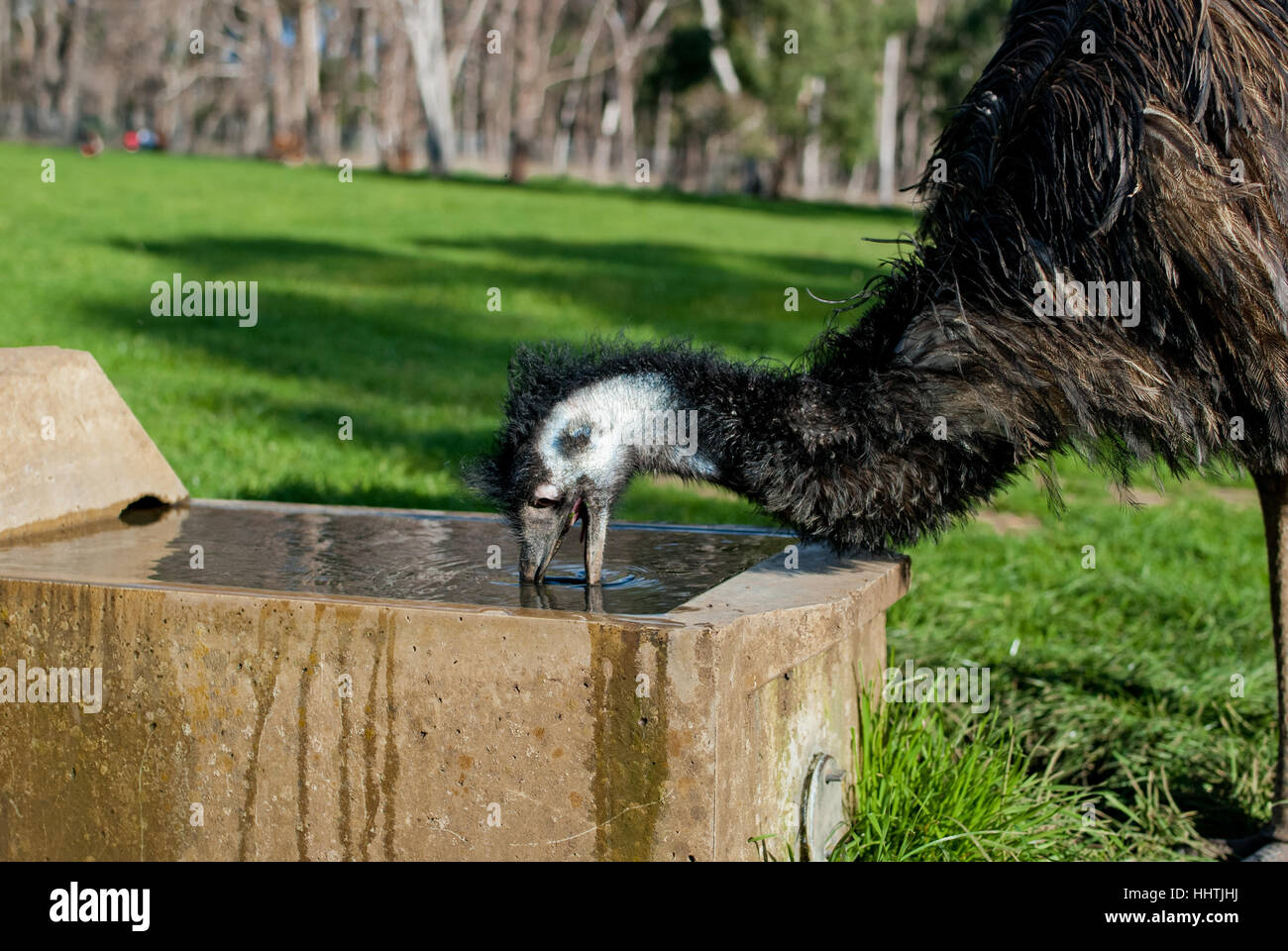 Wild Emu drinking water, Australia Stock Photo - Alamy