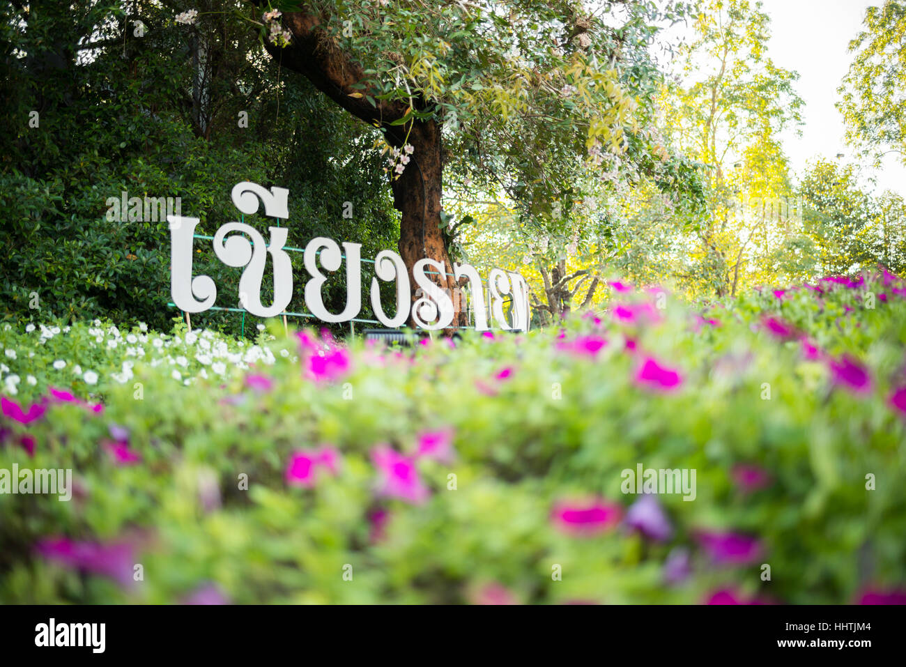 CHIANG RAI, THAILAND - JANUARY 16 : Flower field in Grand opening 13th ...