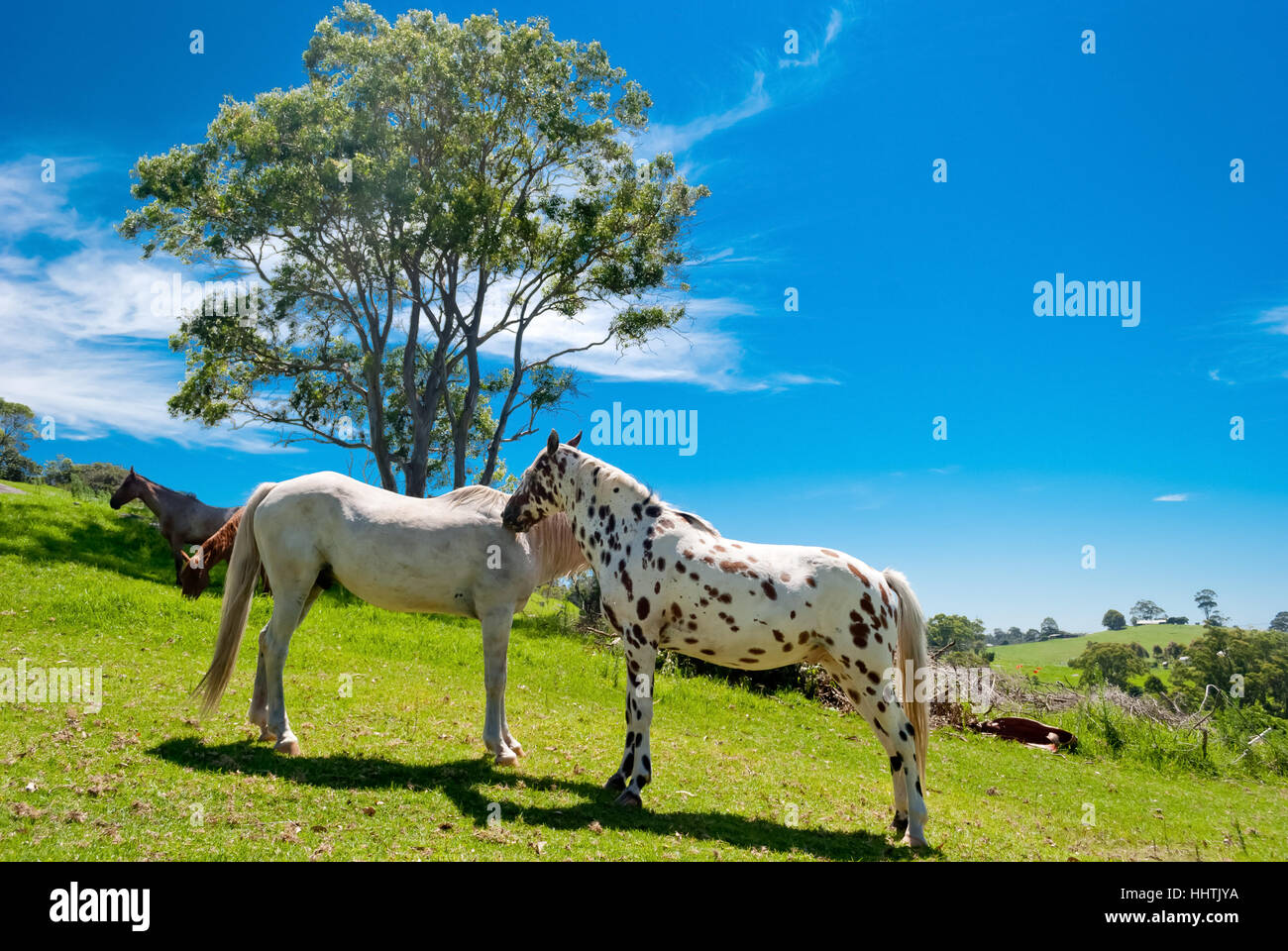 Wild horses in a natural landscape Stock Photo - Alamy