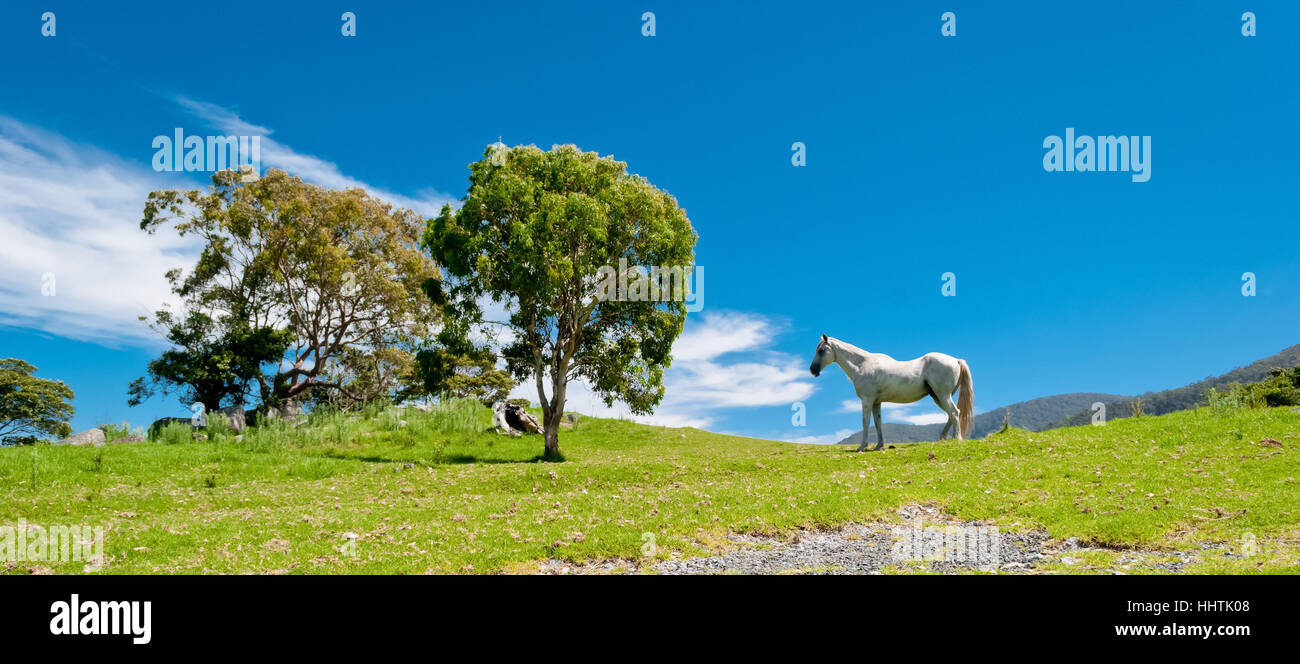 Horse landscape hi-res stock photography and images - Alamy