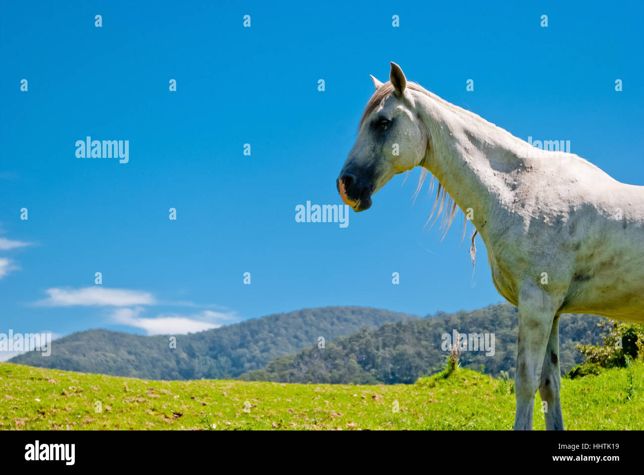Wild horses in a natural landscape Stock Photo - Alamy