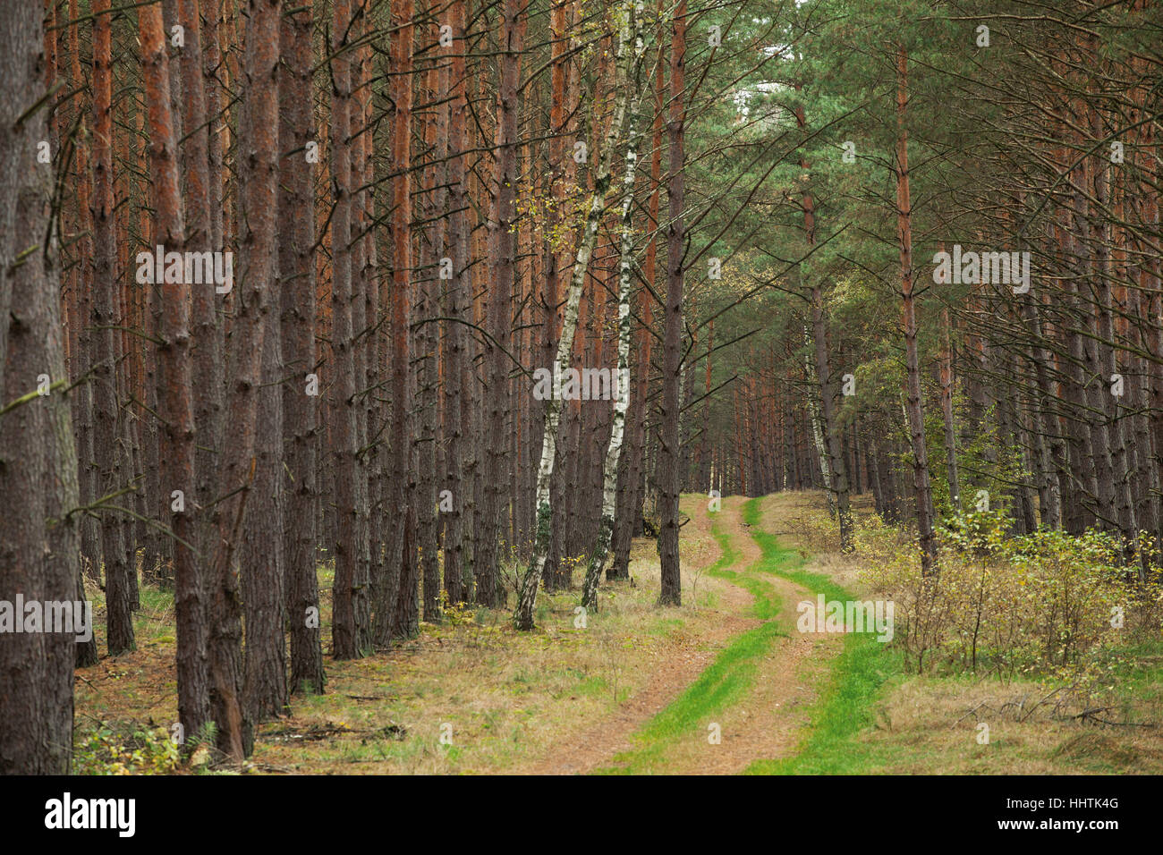 tree, wood, pine, sight, view, outlook, perspective, vista, panorama ...