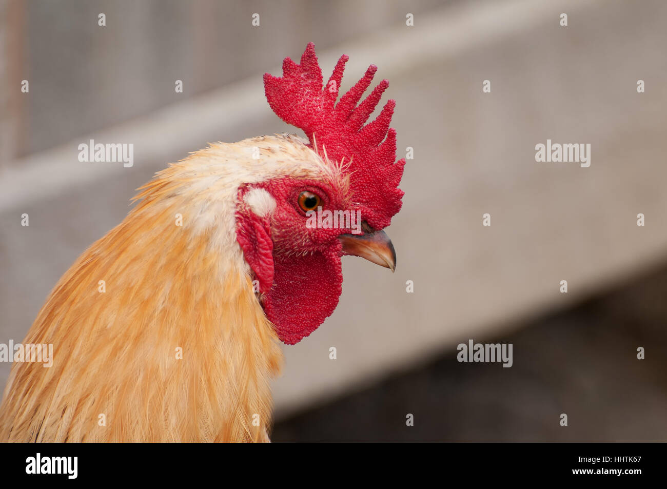 head of a beautiful rooster nice close up Stock Photo - Alamy