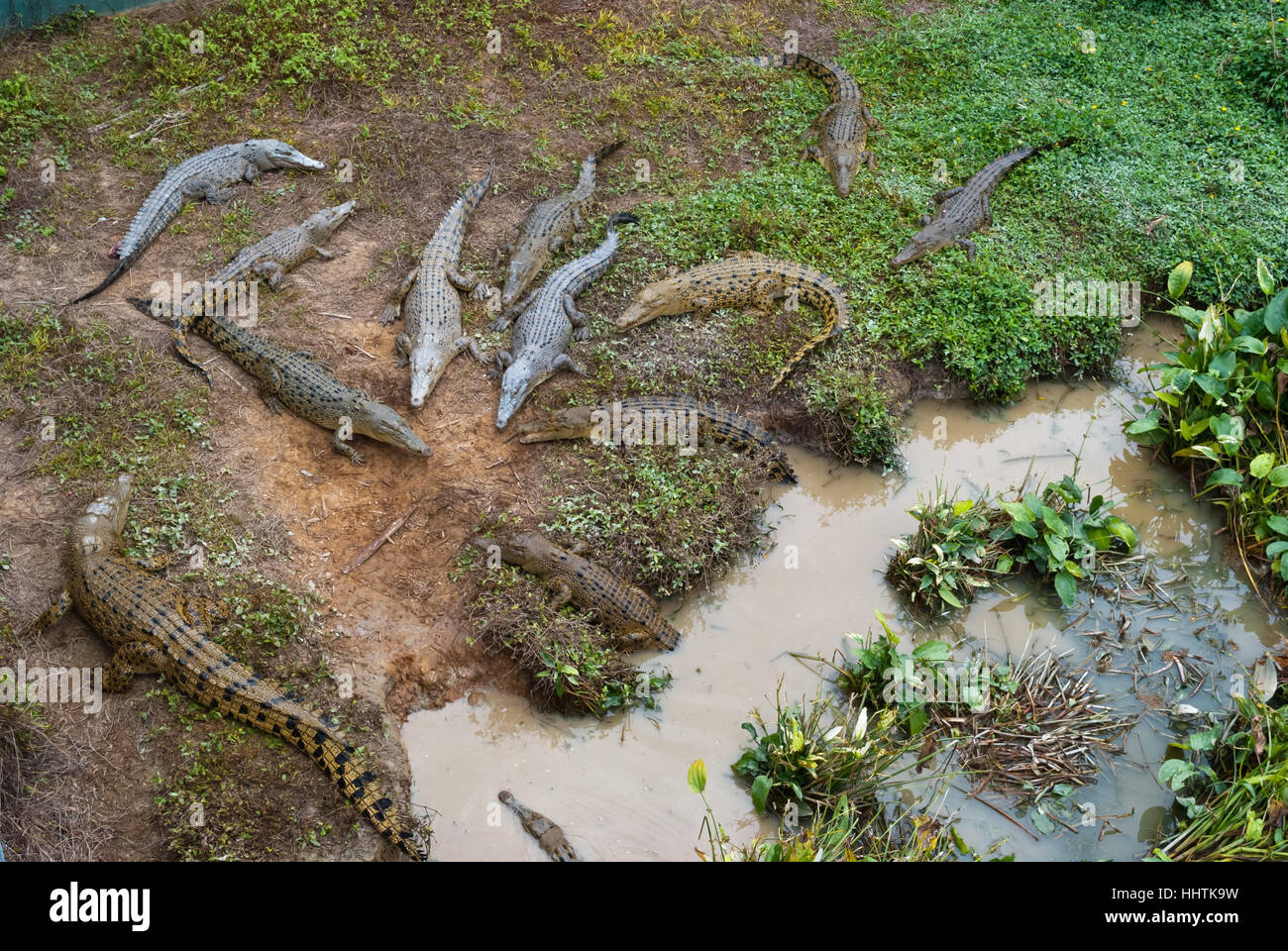 Wild saltwater crocodiles Stock Photo - Alamy
