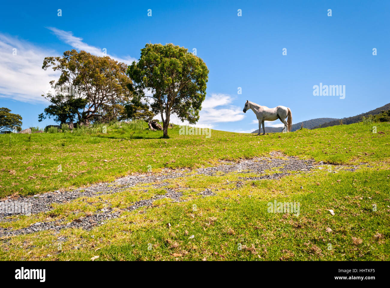 High definition horse hi-res stock photography and images - Alamy