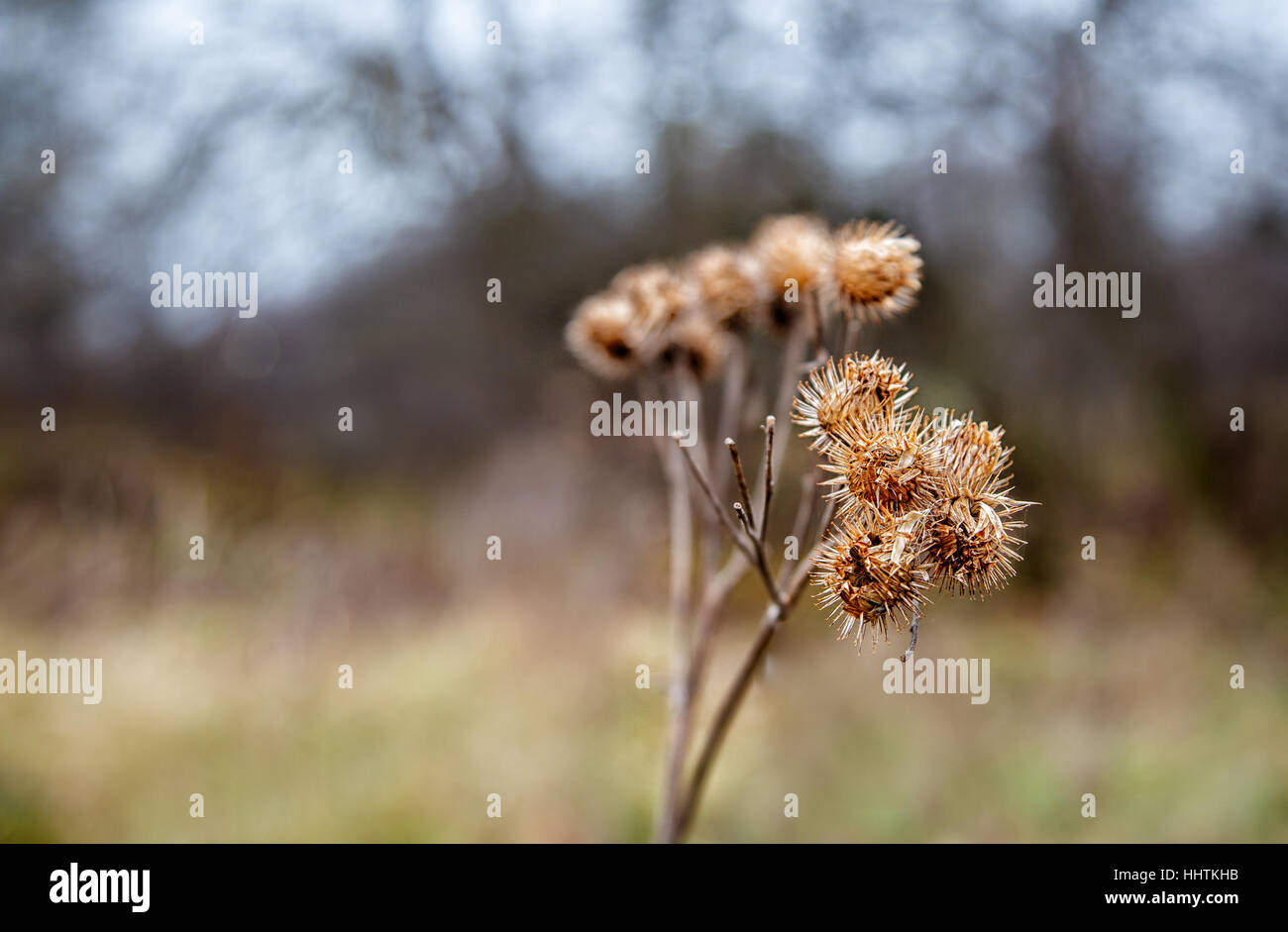 Stem dried high grass hi-res stock photography and images - Alamy