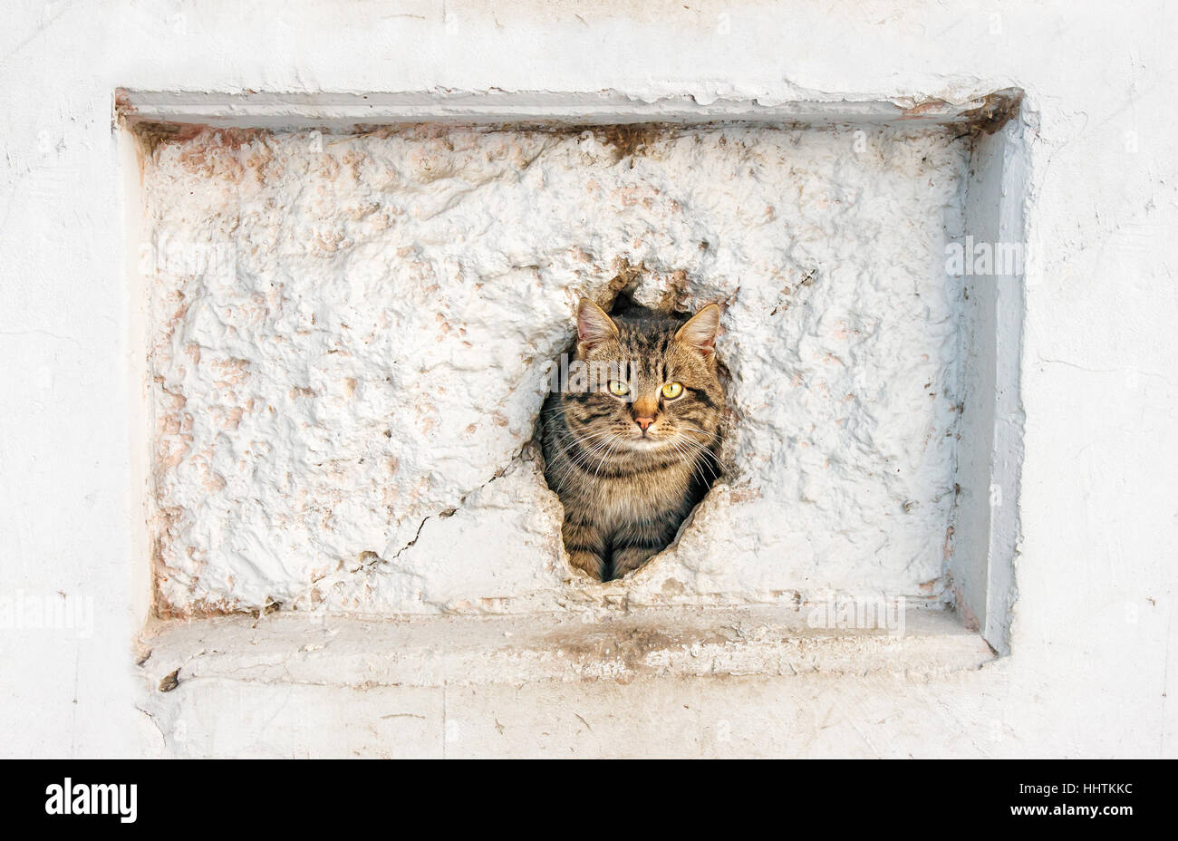 cat peeking out of a hole in the wall outdoor closeup Stock Photo - Alamy