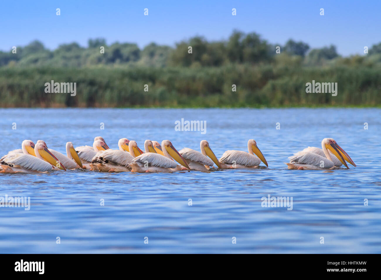 animal, bird, wildlife, pelican, feather, danube delta, nature ...